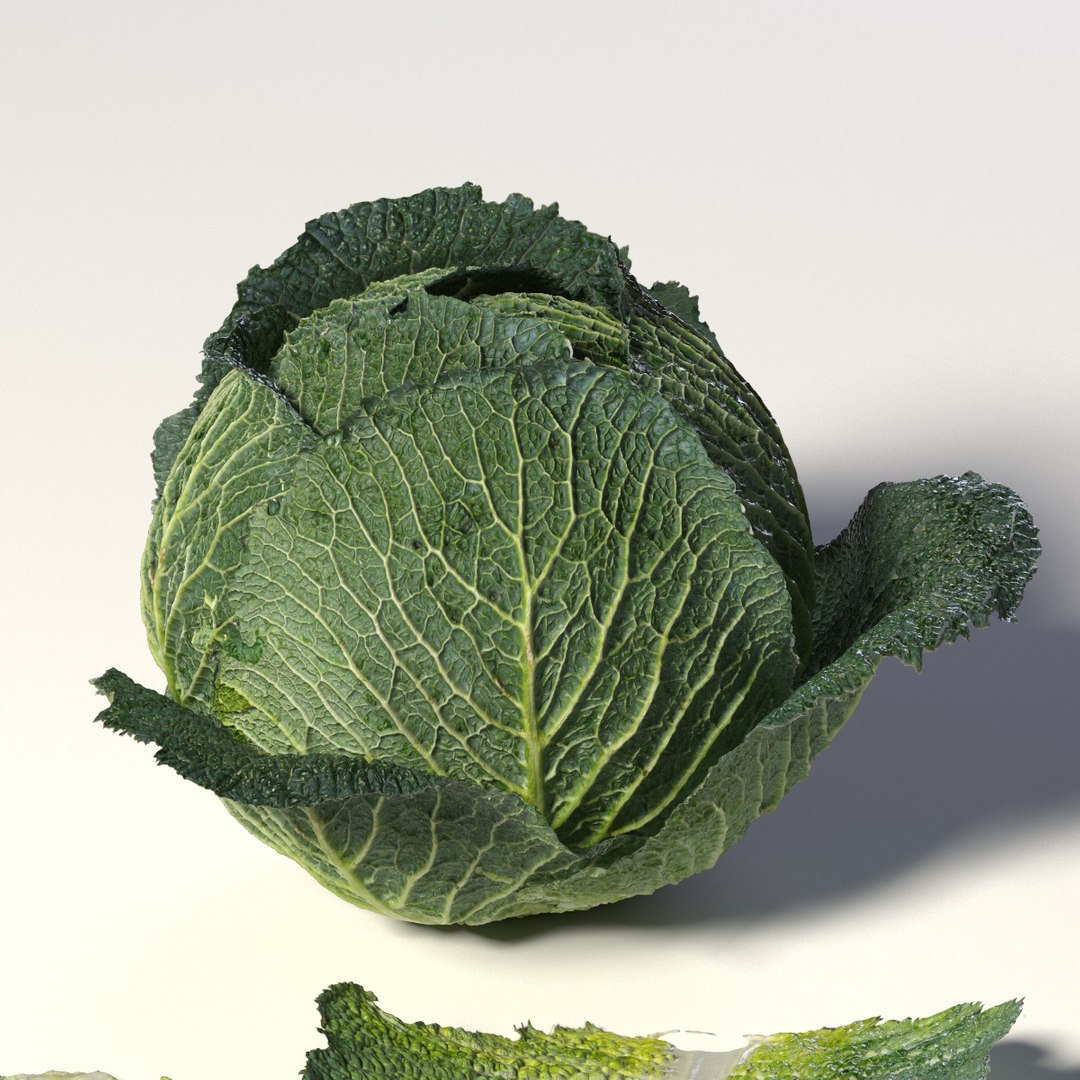 Realistic Cabbage 3d Obj