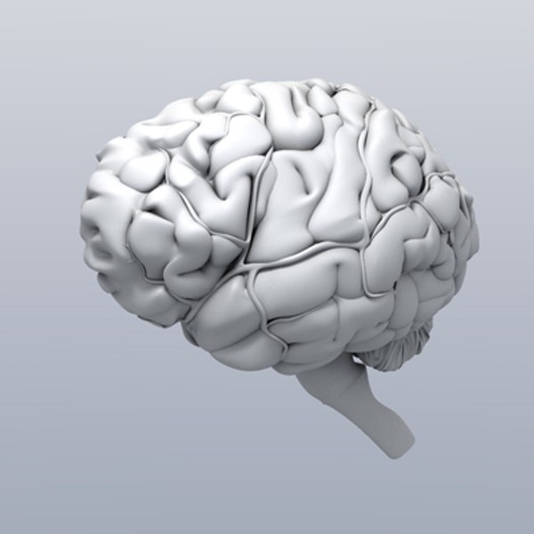 3d brain human man model