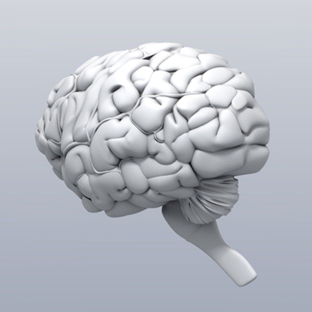3d Brain Human Man Model