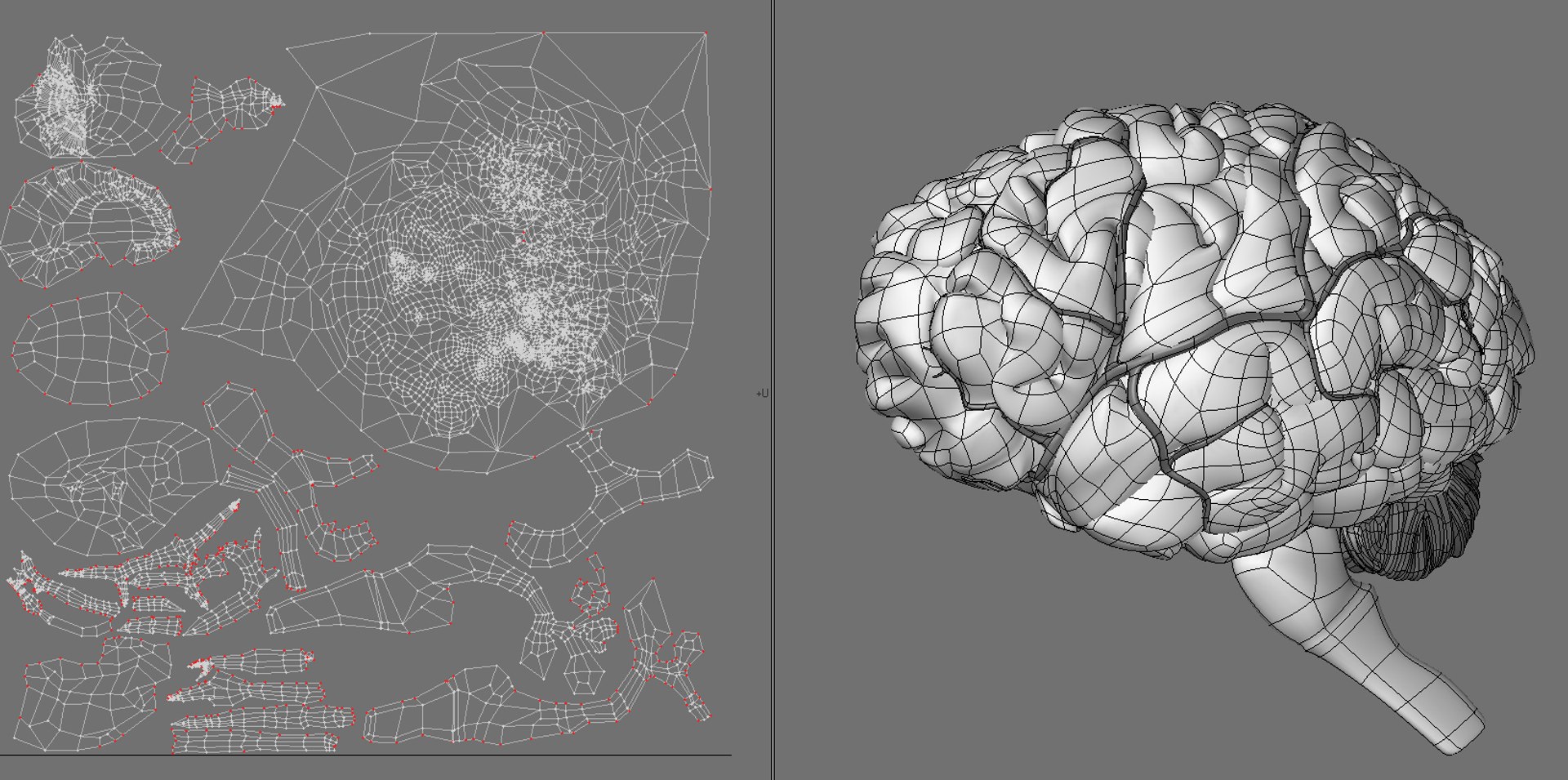 3d Brain Human Man Model