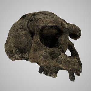 3D human skulls australopithecus africanus model - TurboSquid 1329780