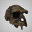 3D Human Skulls Homo Erectus - TurboSquid 1329782