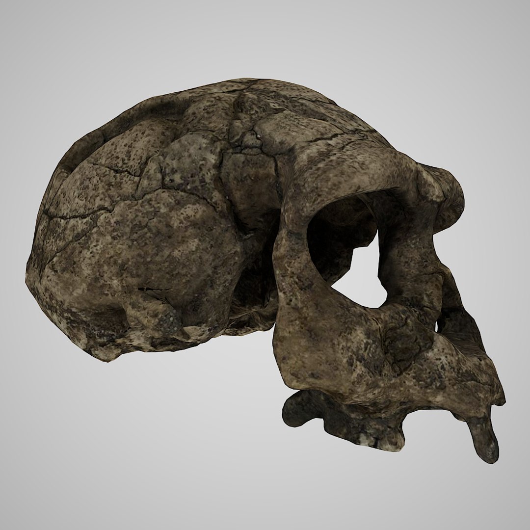 3D Human Skulls Homo Erectus - TurboSquid 1329782