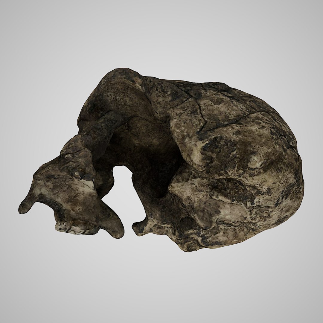 3D Human Skulls Homo Erectus - TurboSquid 1329782