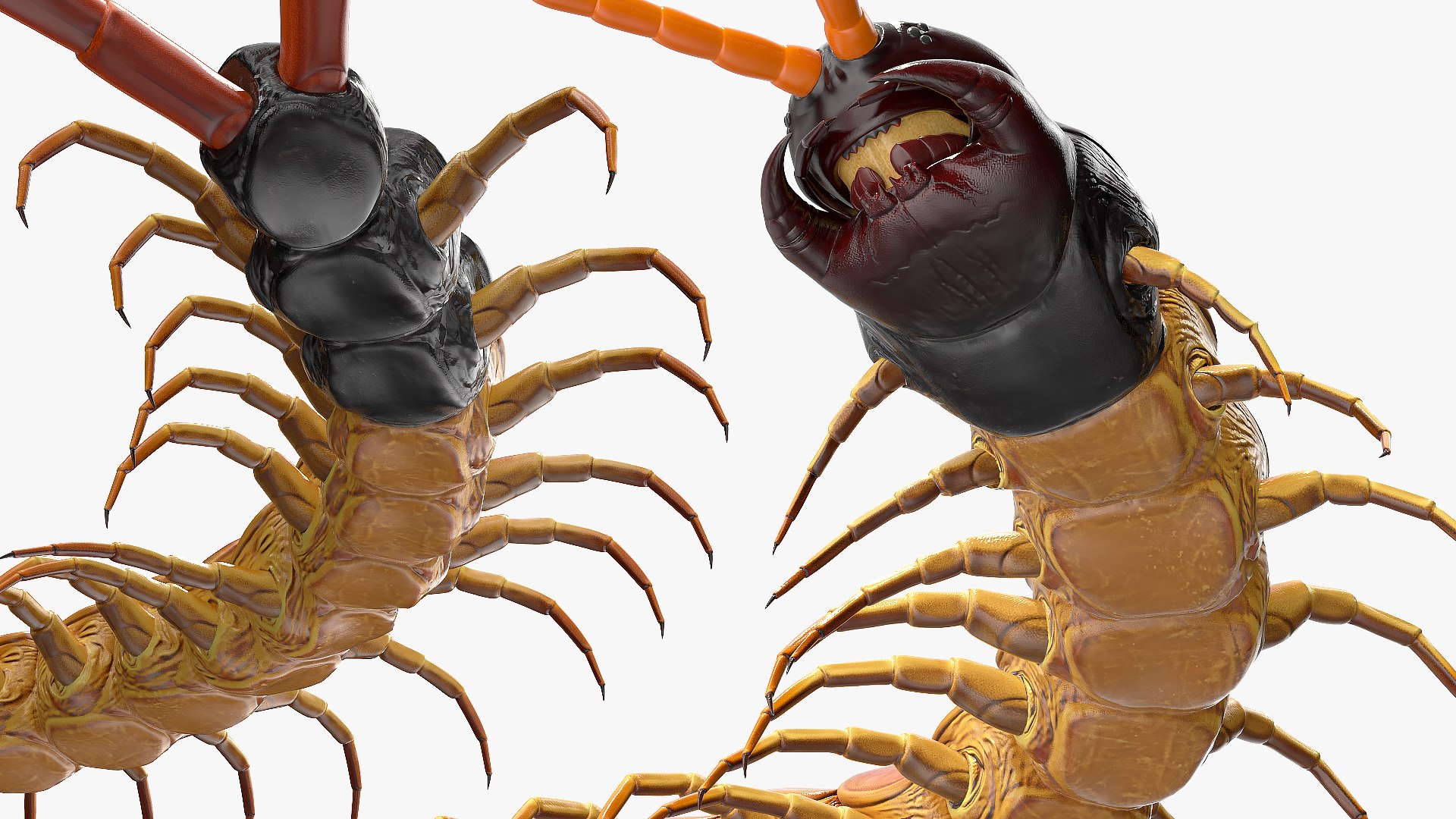 3D scolopendra heros arizonensis crawling - TurboSquid 1546425