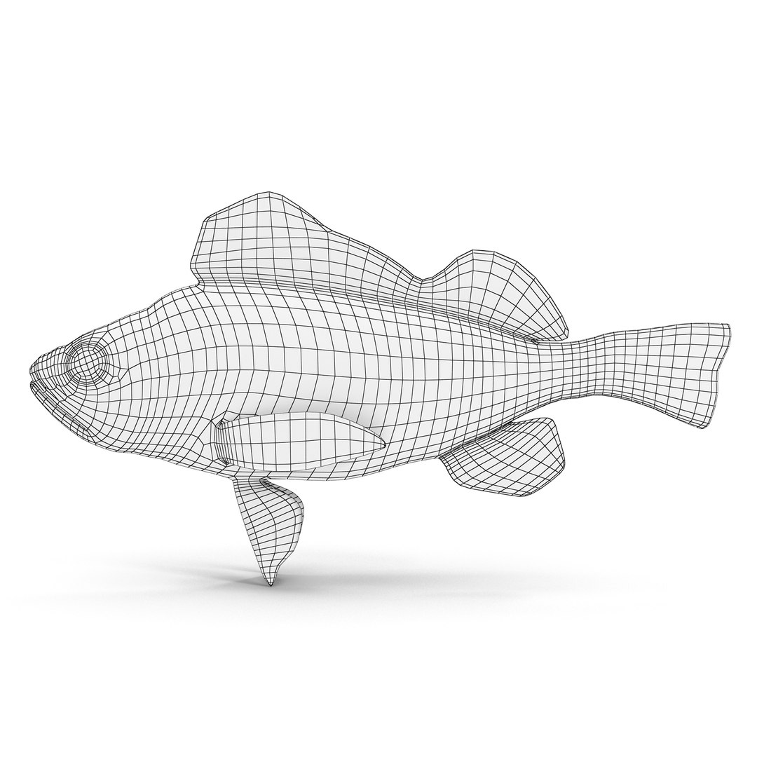 3d Model Rockfish Rock Fish