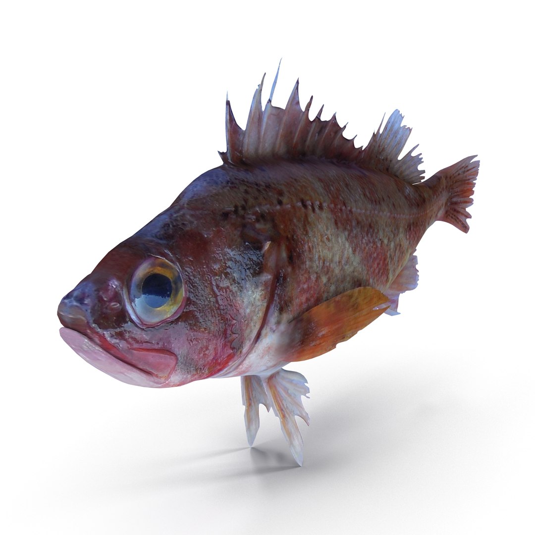 3d Model Rockfish Rock Fish
