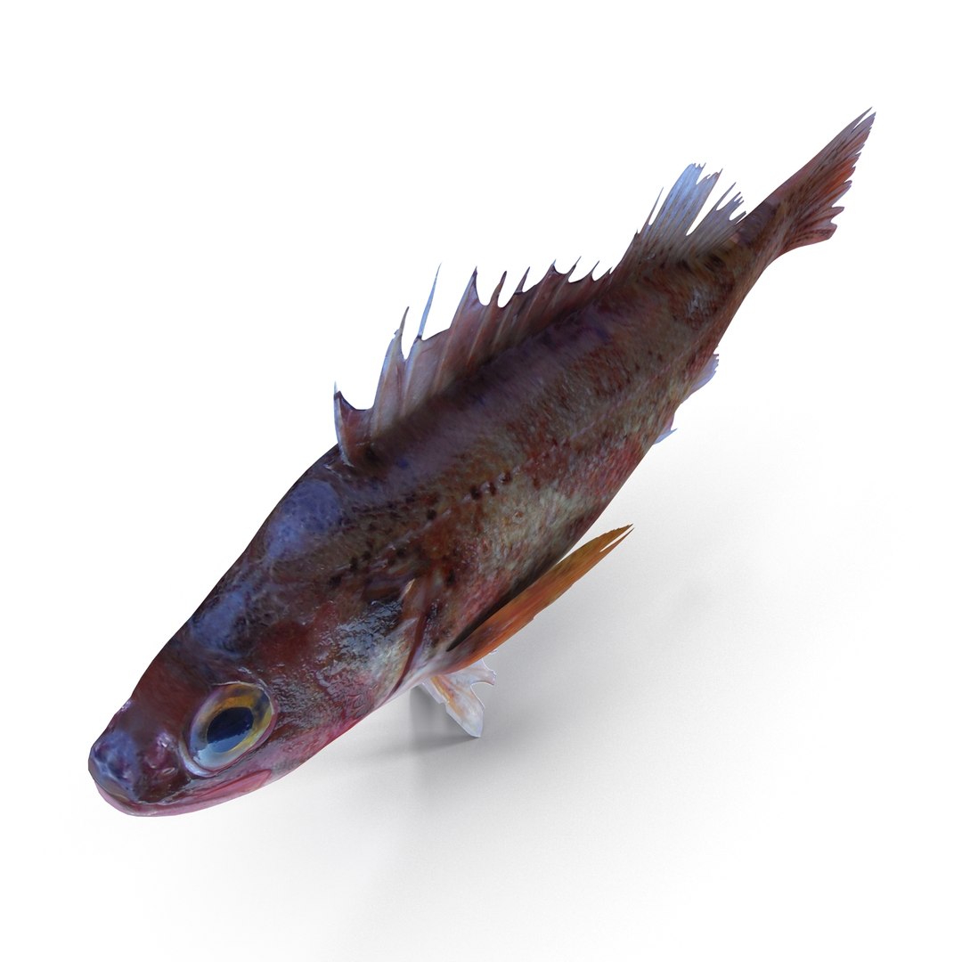 3d Model Rockfish Rock Fish