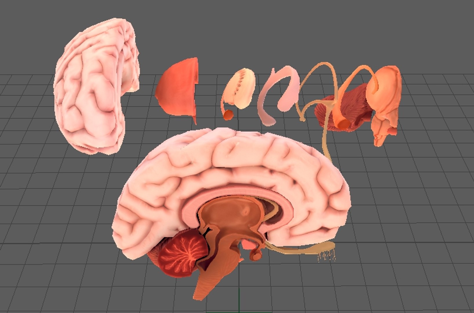 Human Brain Anatomy Ar 3D Model - TurboSquid 1355666