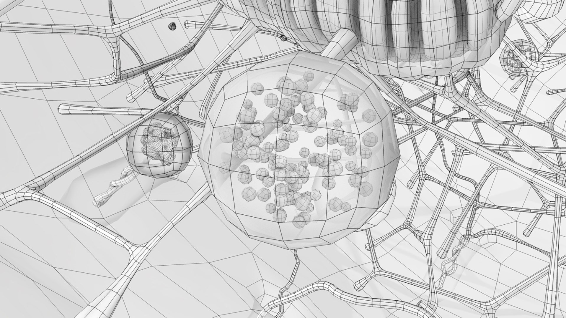 Human Cell Nucleus 3D Model - TurboSquid 1408314