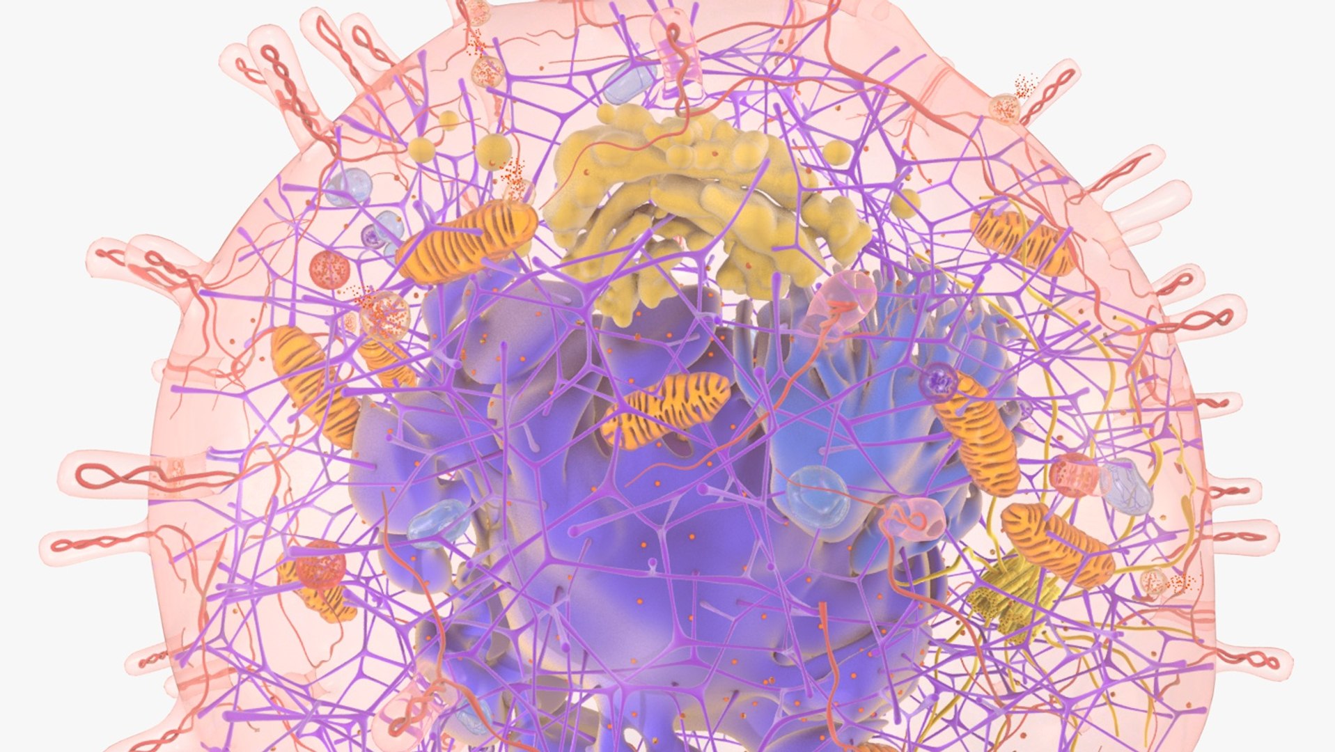 Human cell nucleus 3D model - TurboSquid 1408314
