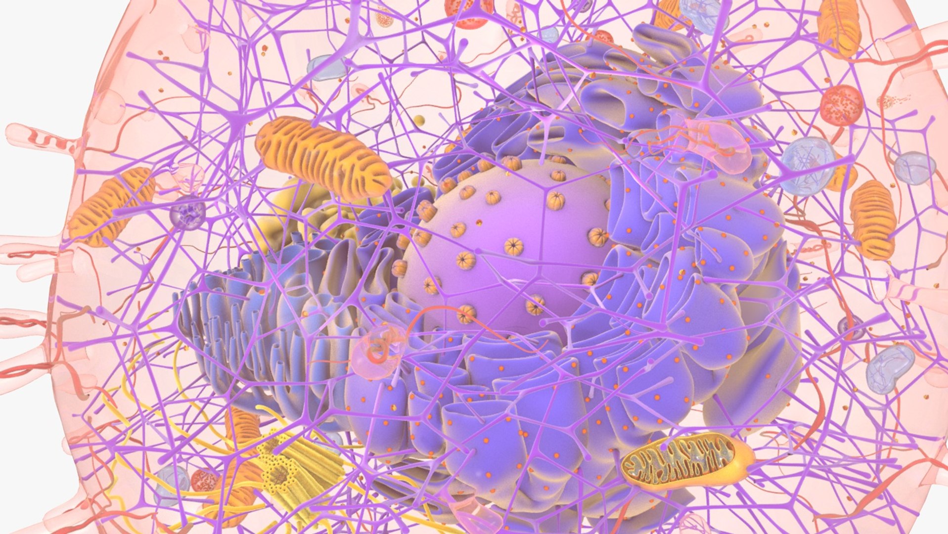 Human cell nucleus 3D model - TurboSquid 1408314