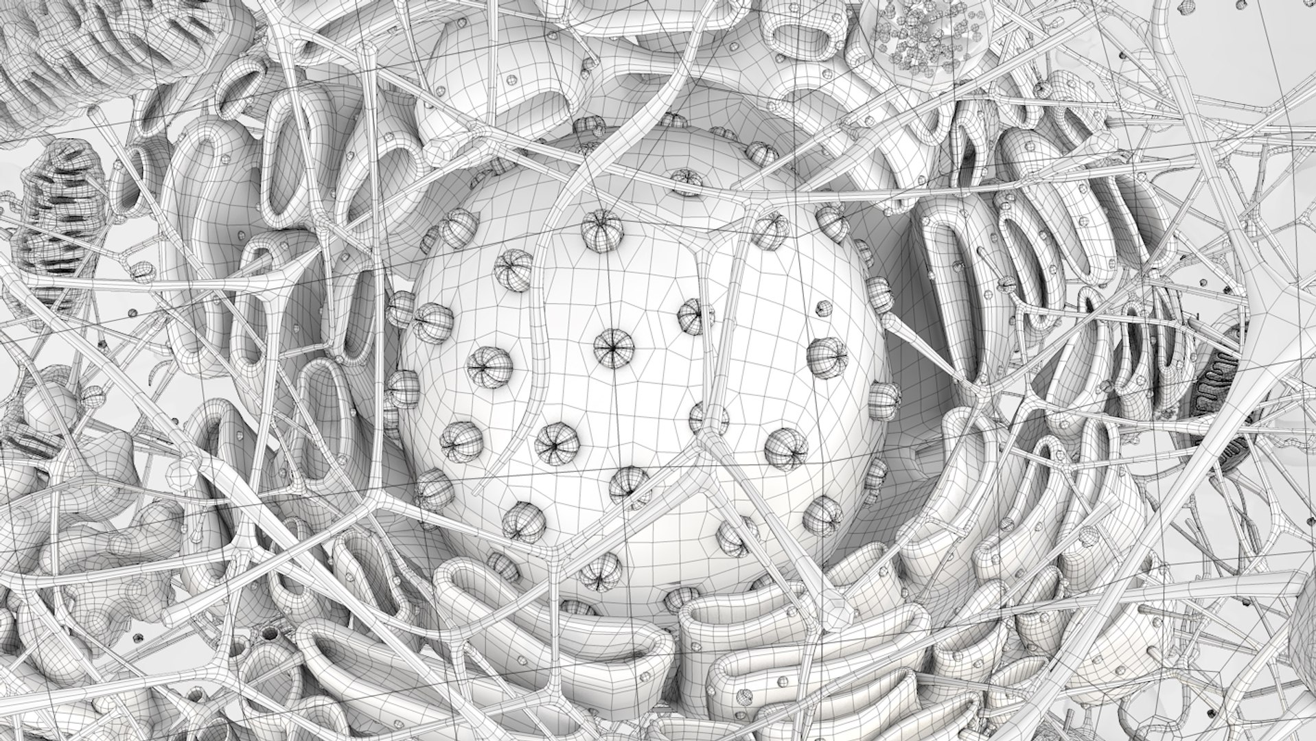 Human Cell Nucleus 3D Model - TurboSquid 1408314