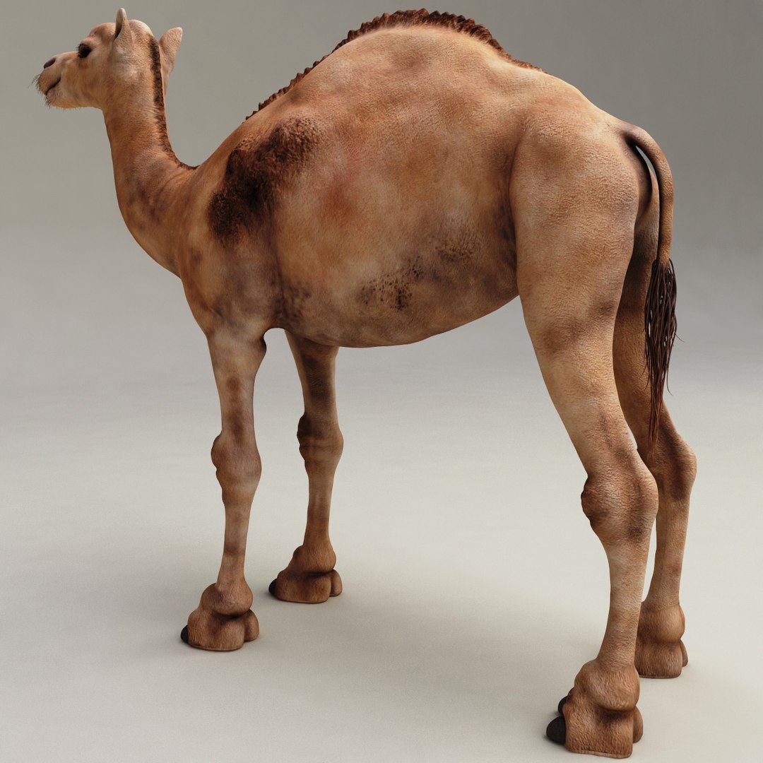 Camel Modelled 3d Model