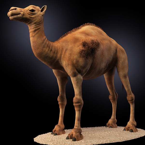 camel modelled 3d model