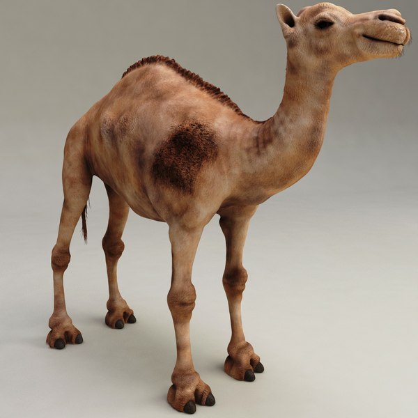 camel modelled 3d model