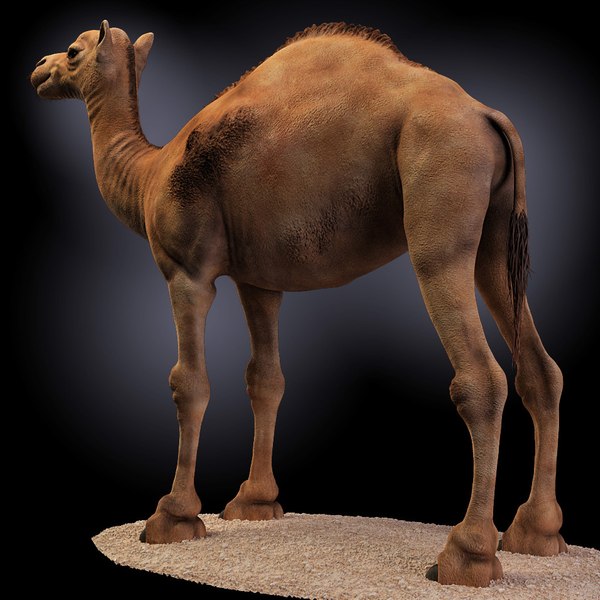 camel modelled 3d model