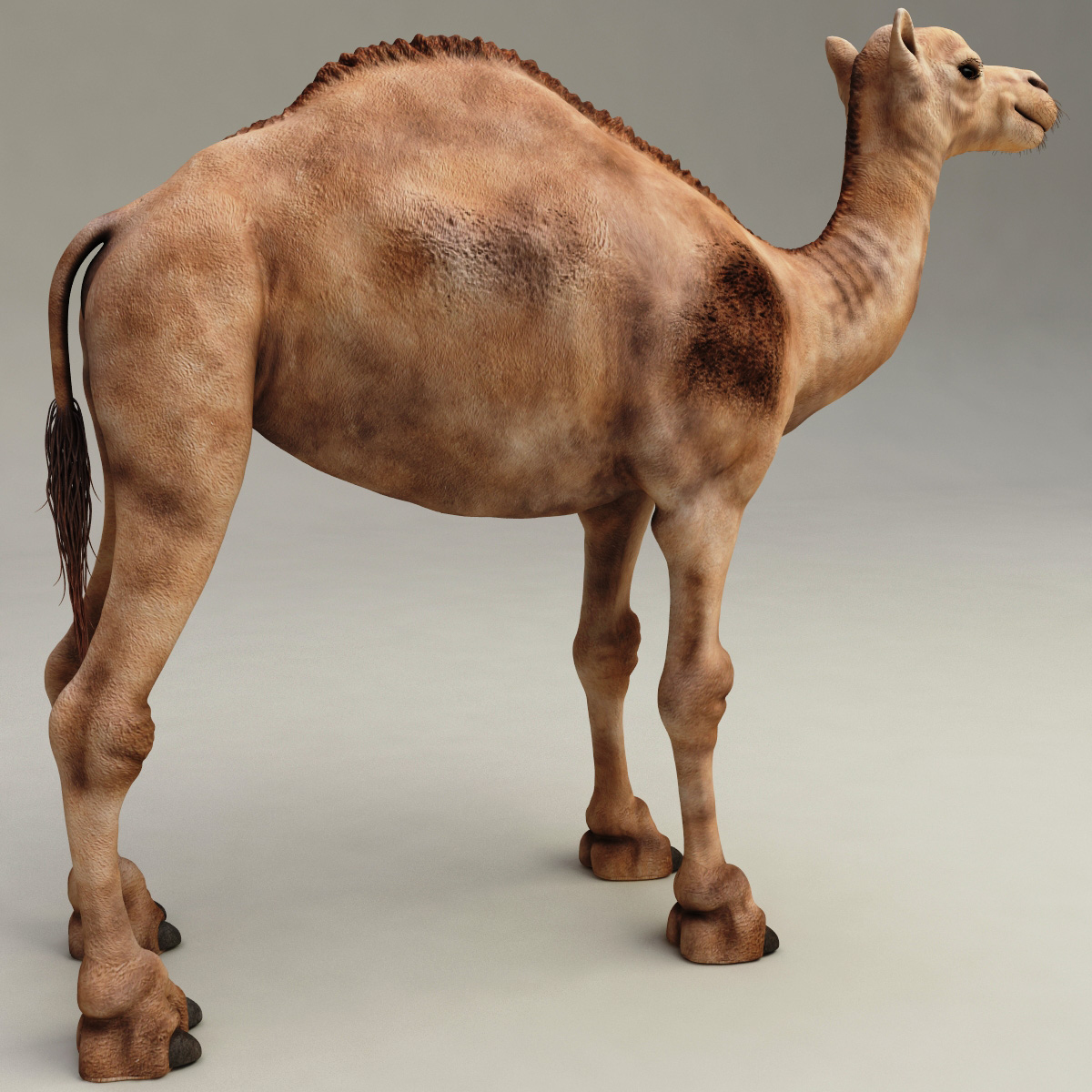 camel modelled 3d model
