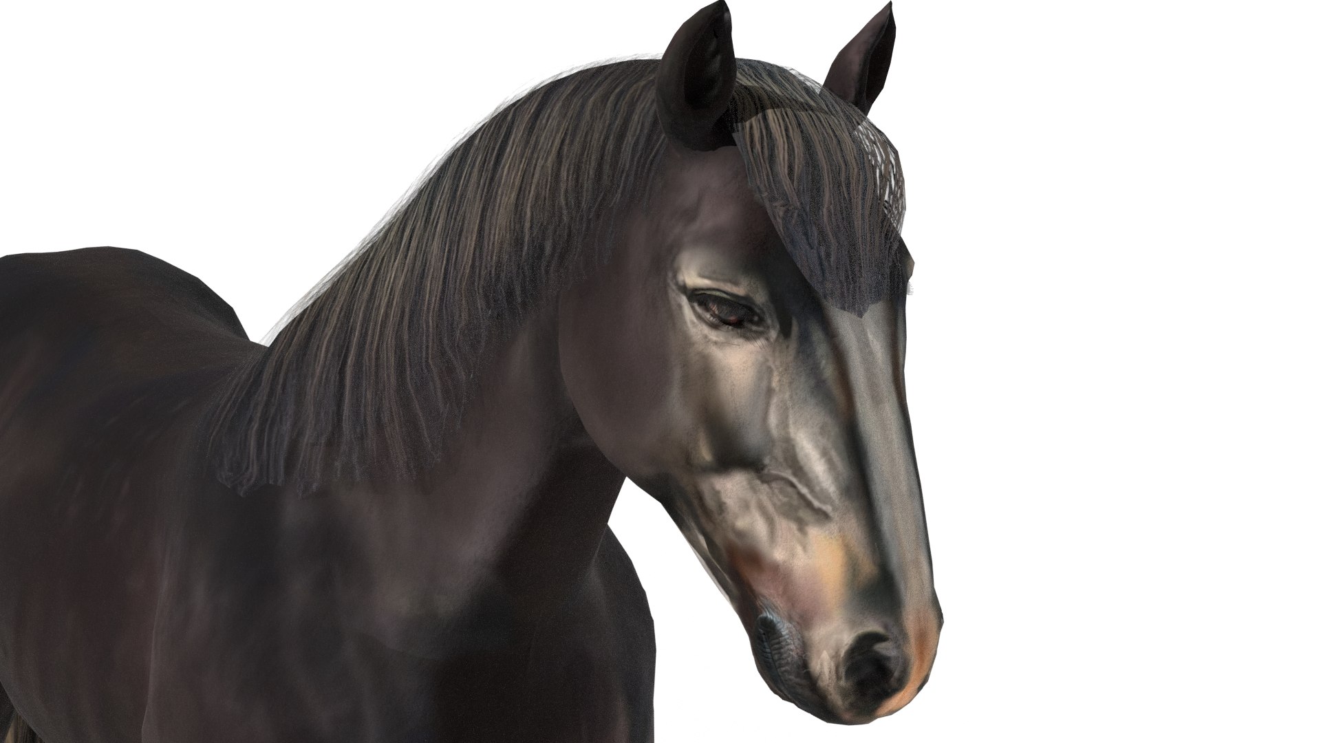 Animated Black Horse 3D Model - TurboSquid 2379960