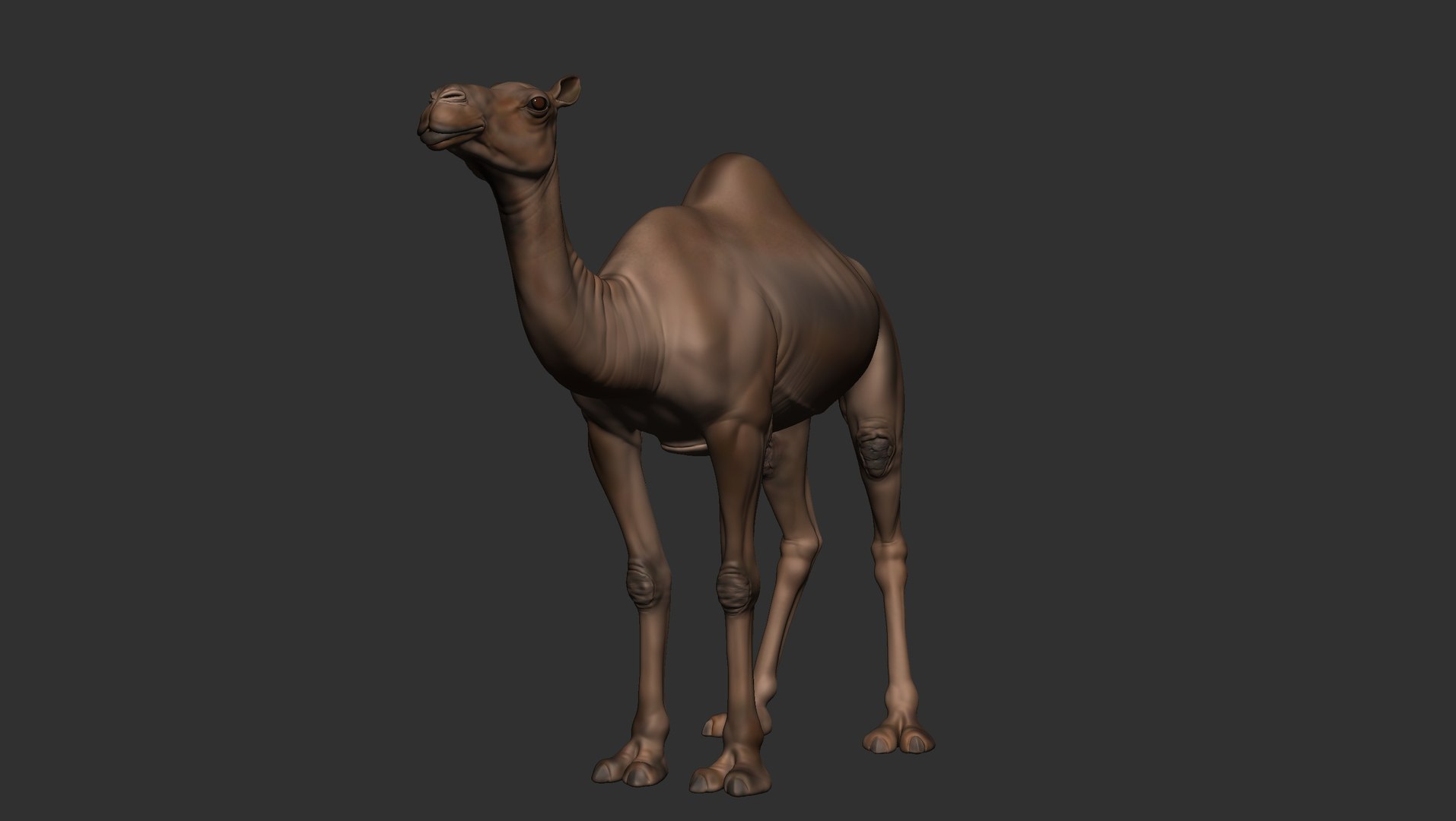 3D Camel Model - TurboSquid 2180683