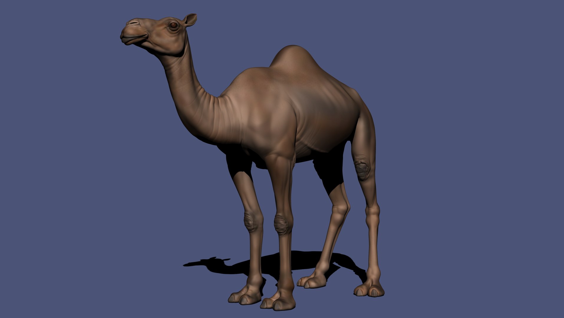 3D Camel Model - TurboSquid 2180683