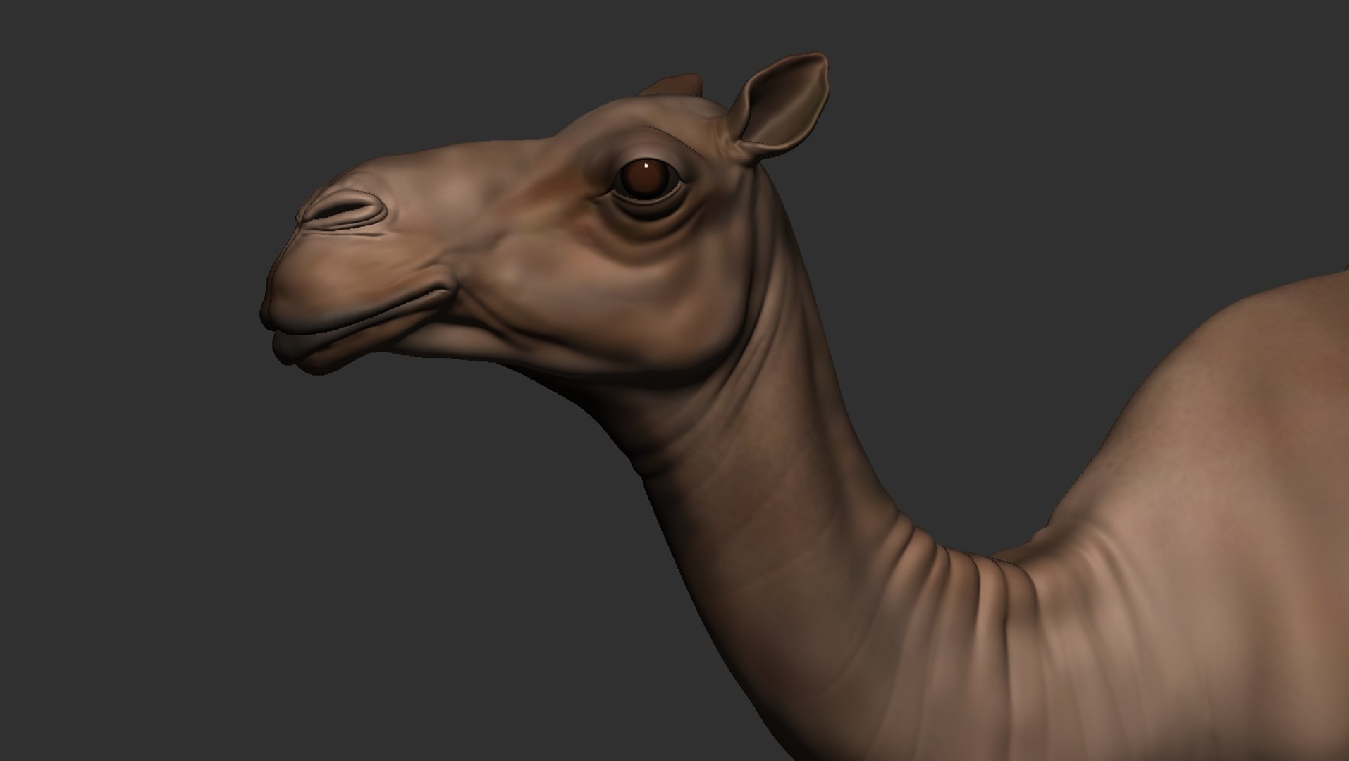 3D Camel Model - TurboSquid 2180683