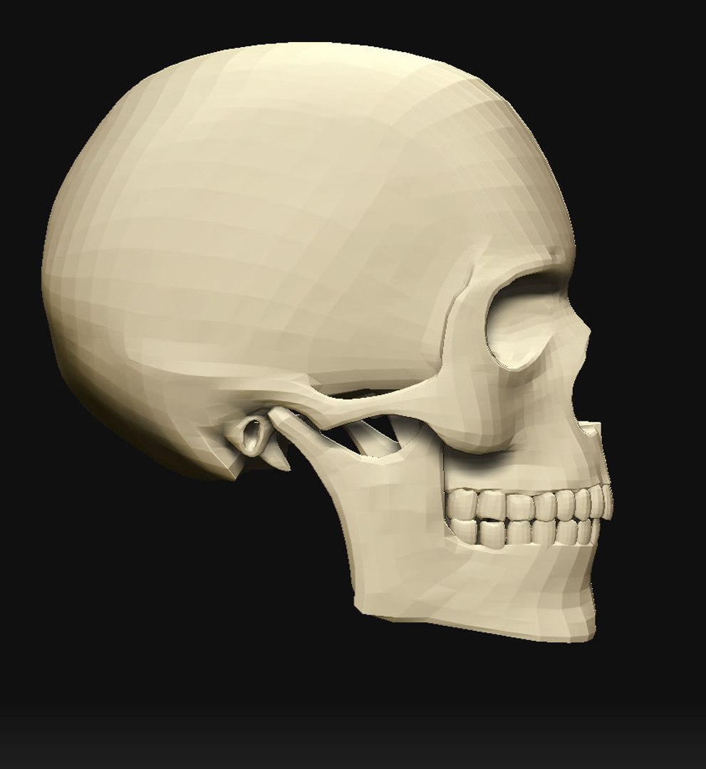 Maya Human Skull Polygons