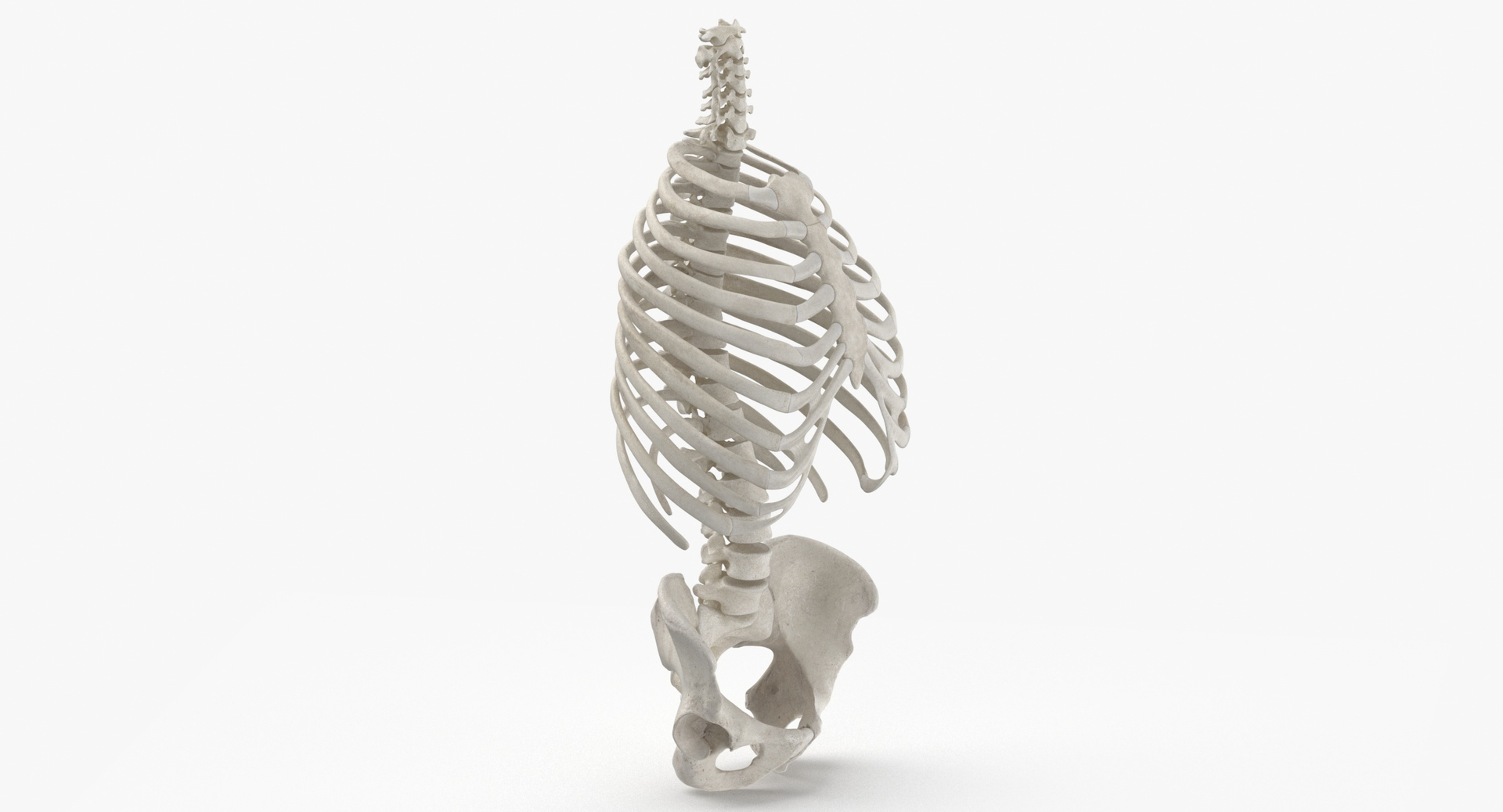 Human rib cage spine model - TurboSquid 1710628
