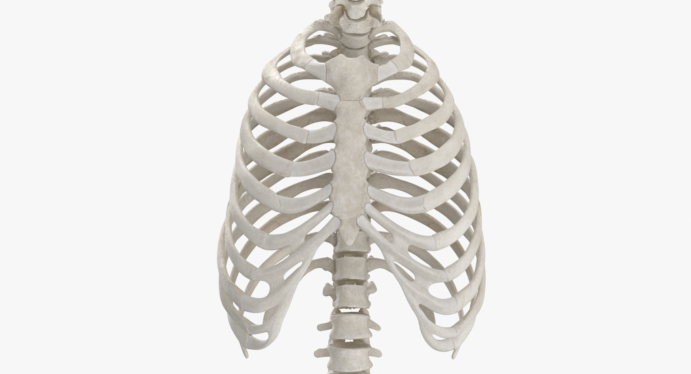 Human rib cage spine model - TurboSquid 1710628