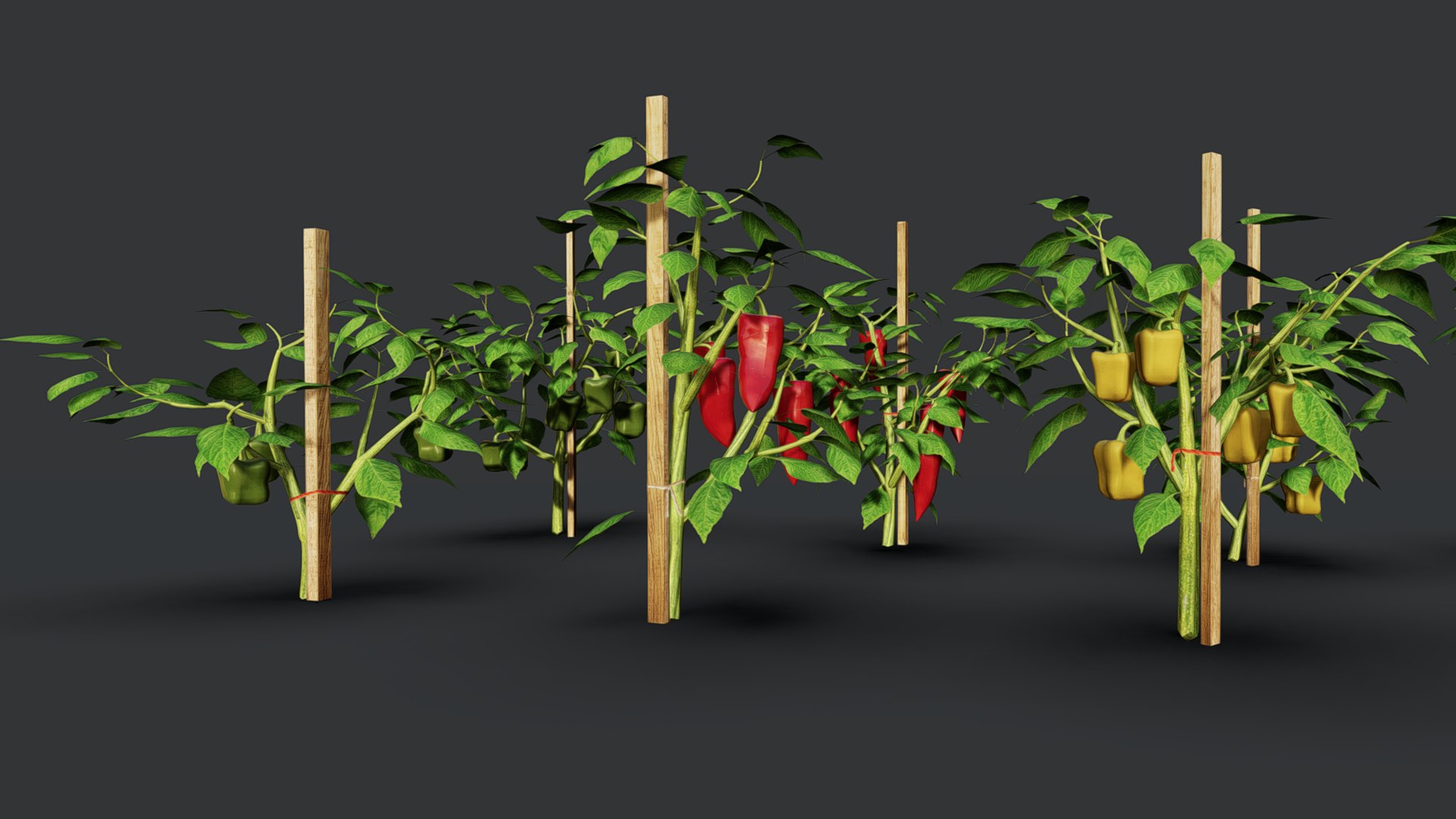 Pepper Plantation 3D - TurboSquid 2306340