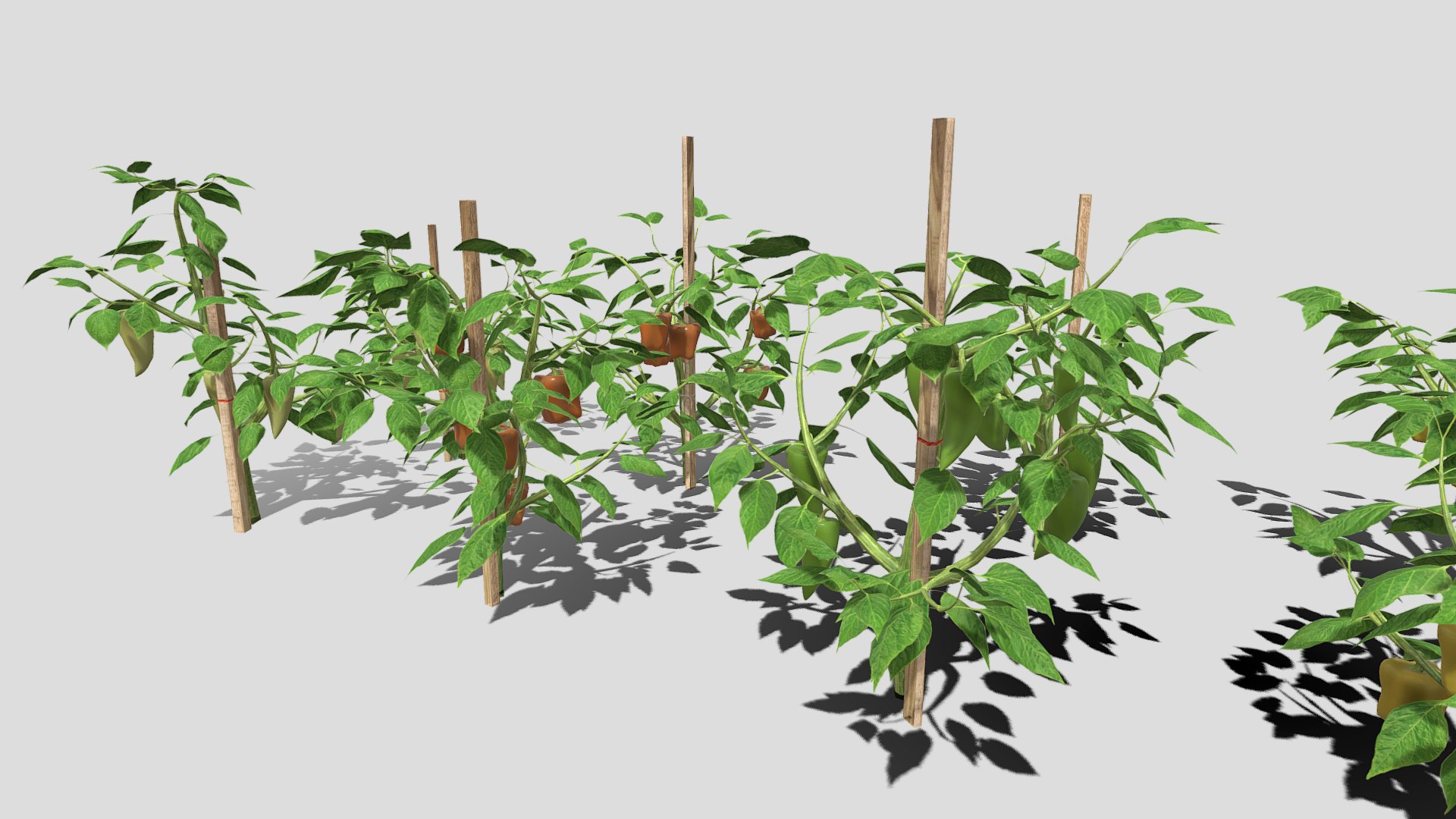 Pepper Plantation 3D - TurboSquid 2306340