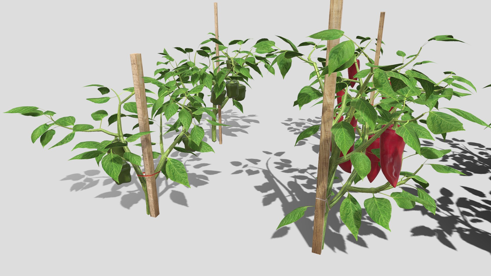 Pepper Plantation 3D - TurboSquid 2306340