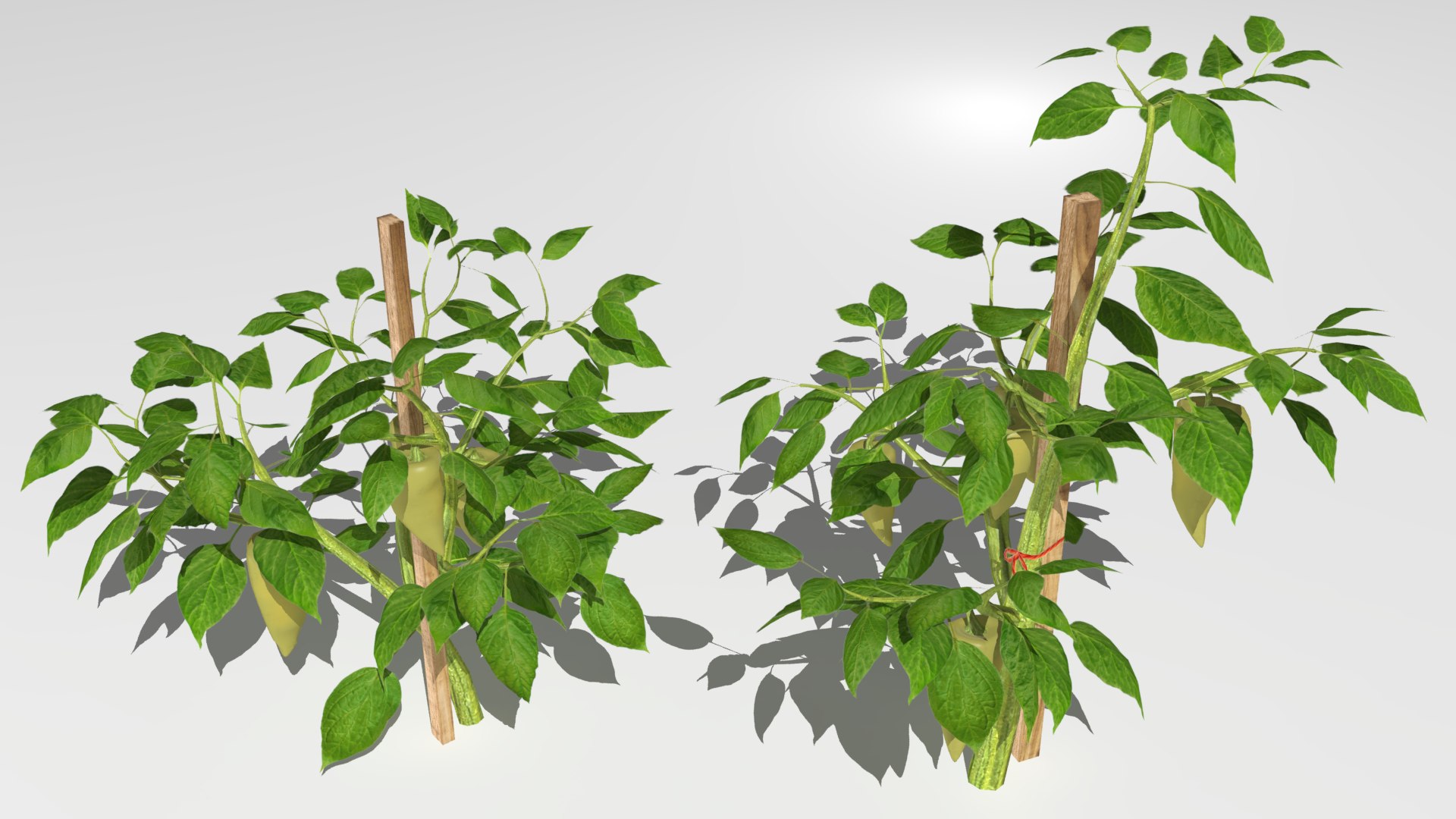 Pepper Plantation 3D - TurboSquid 2306340