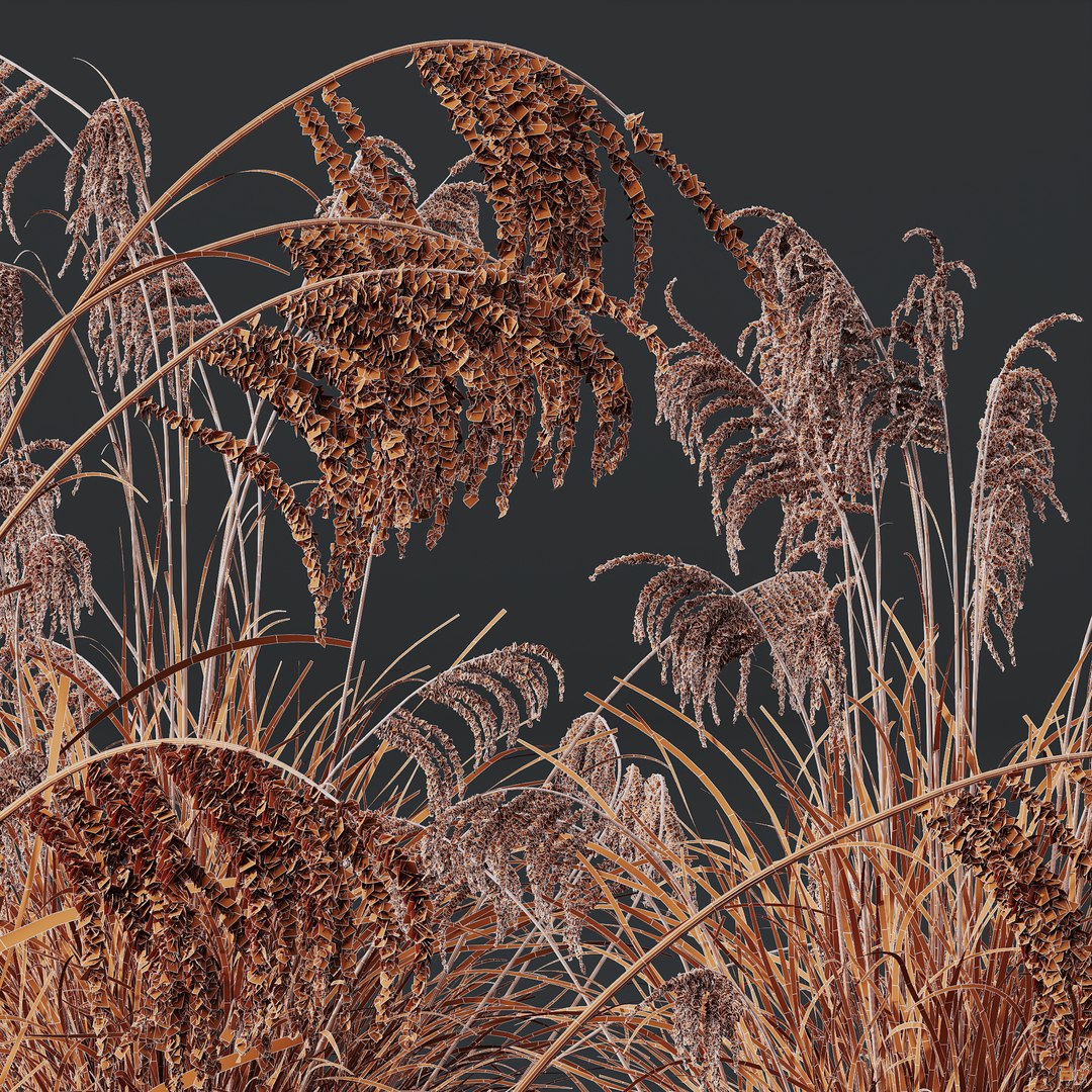 3D HQ Plants Miscanthus Nepalensis Sinensis Sarabande Adagio Version02 Model - TurboSquid 2126307