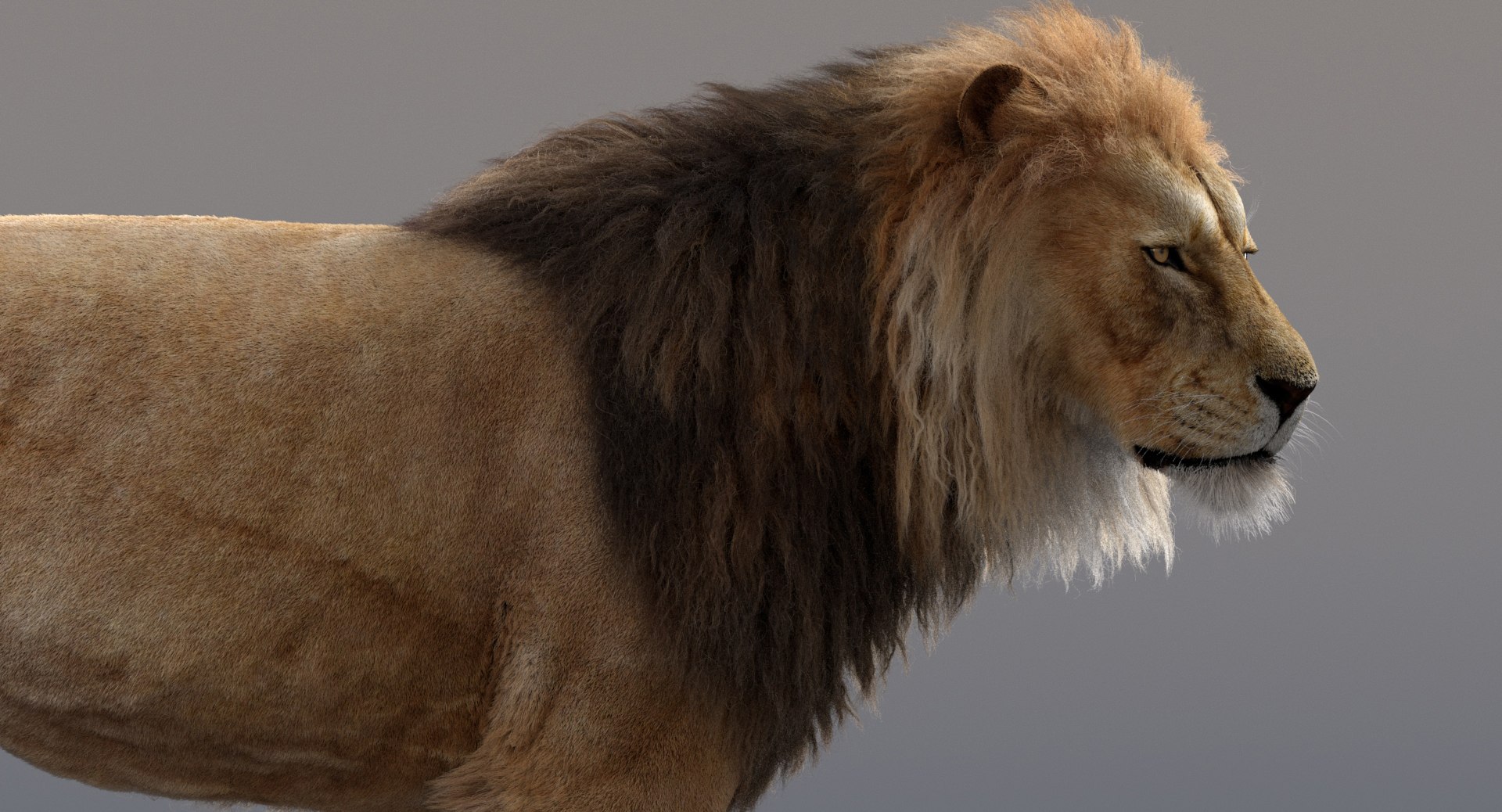 3D Realistic Lion Animators - TurboSquid 1415056