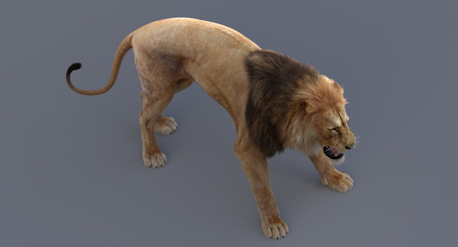 3D realistic lion animators - TurboSquid 1415056