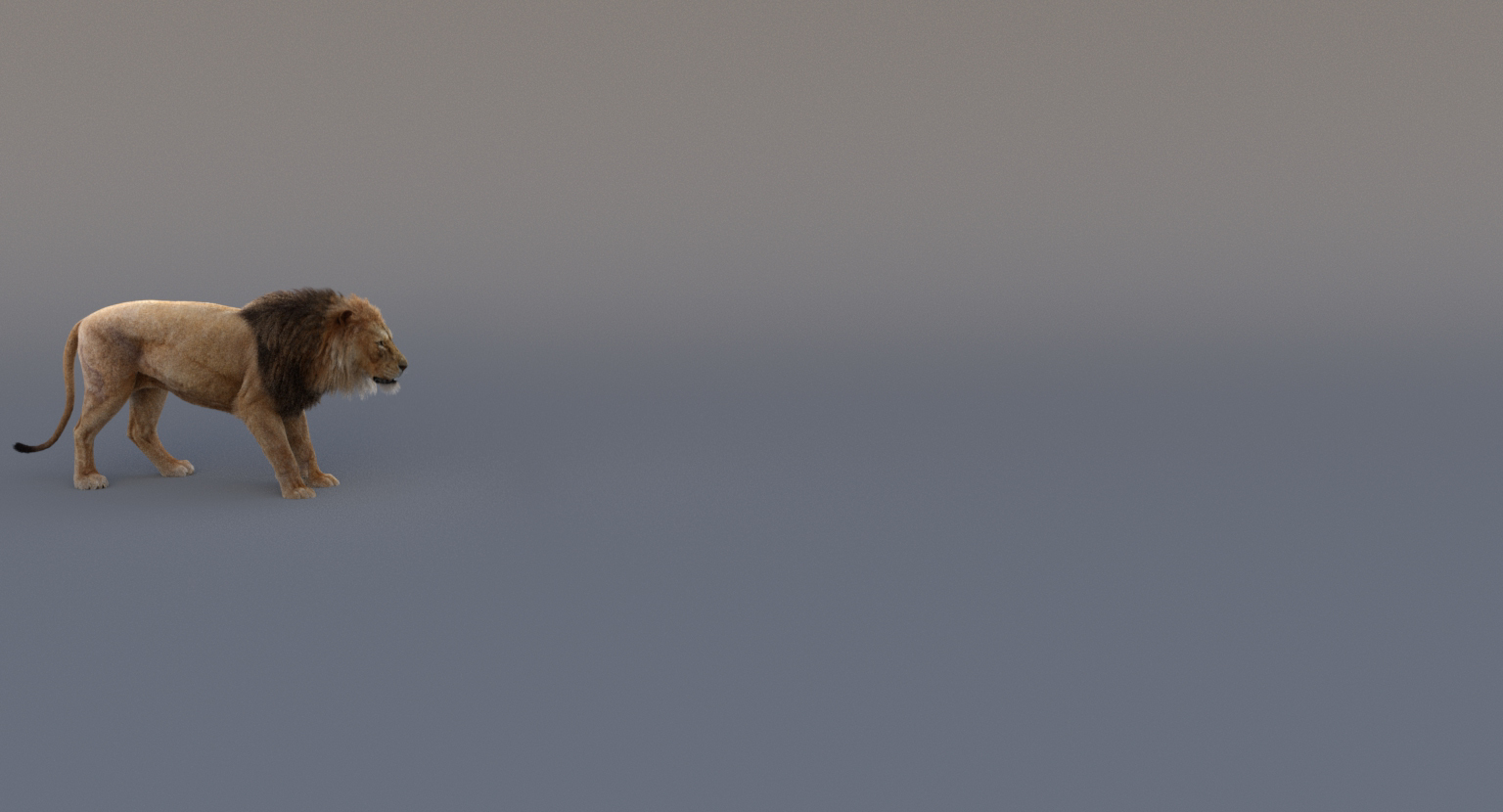 3D realistic lion animators - TurboSquid 1415056