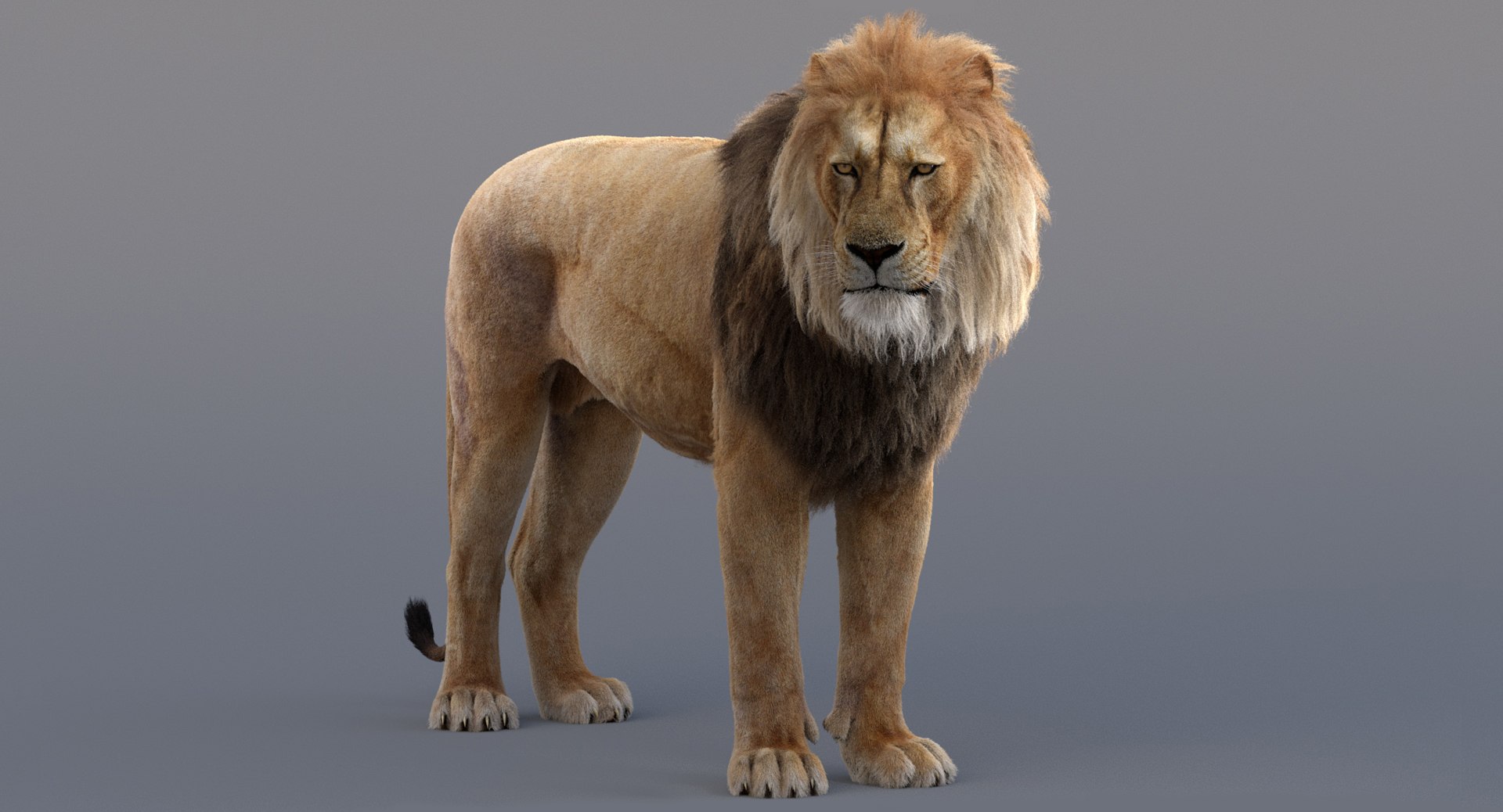 3D Realistic Lion Animators - TurboSquid 1415056
