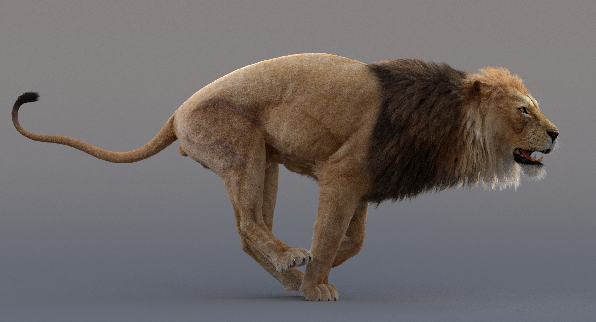 3D realistic lion animators - TurboSquid 1415056