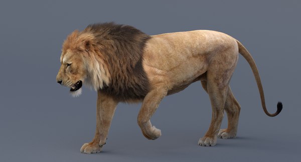3D realistic lion animators - TurboSquid 1415056