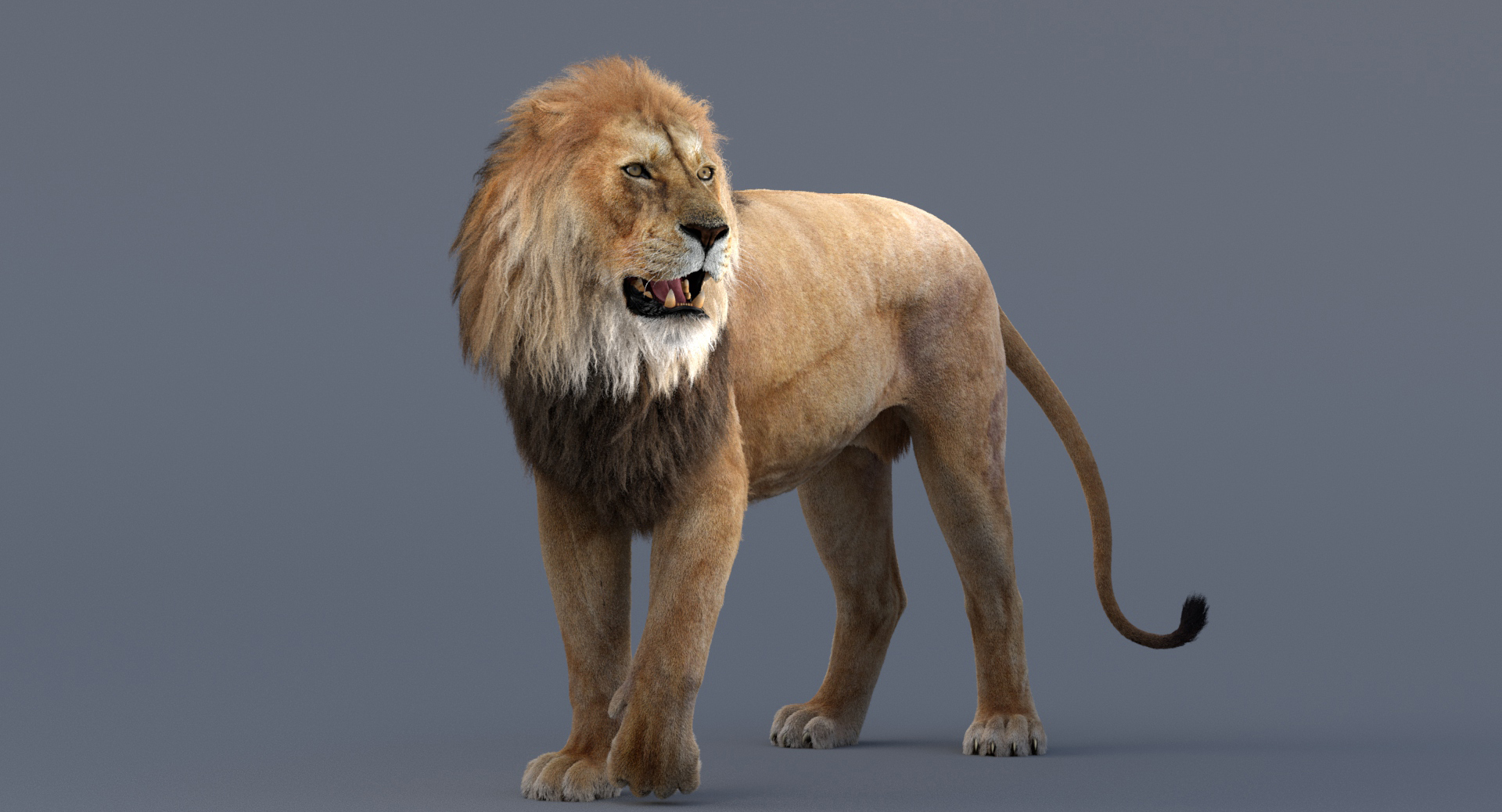 3D realistic lion animators - TurboSquid 1415056