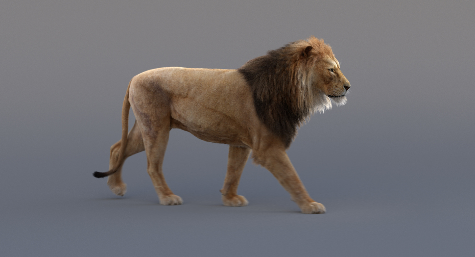 3D Realistic Lion Animators - TurboSquid 1415056