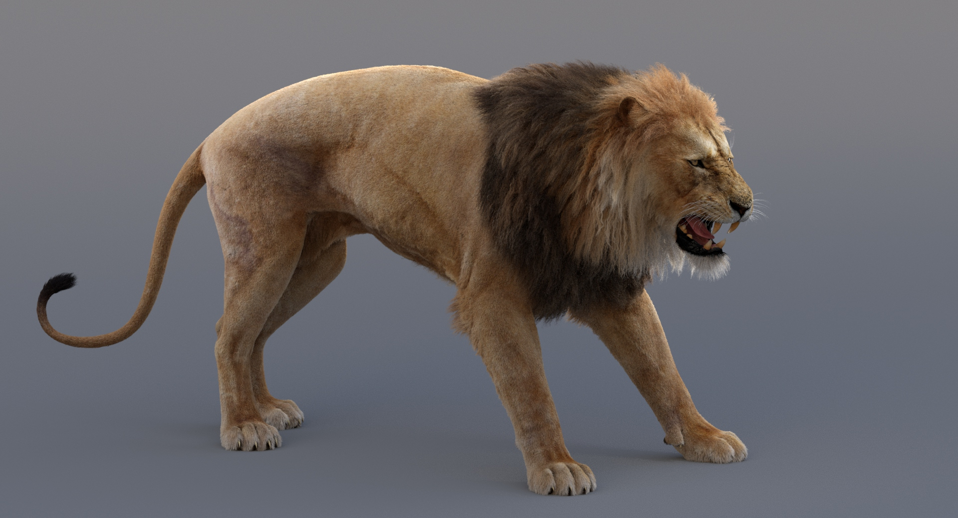 3D realistic lion animators - TurboSquid 1415056