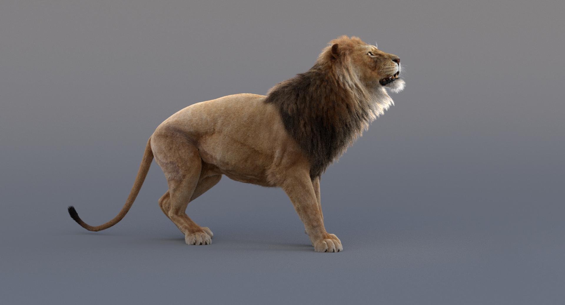 3D Realistic Lion Animators - TurboSquid 1415056