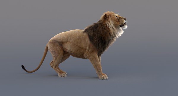 3D realistic lion animators - TurboSquid 1415056
