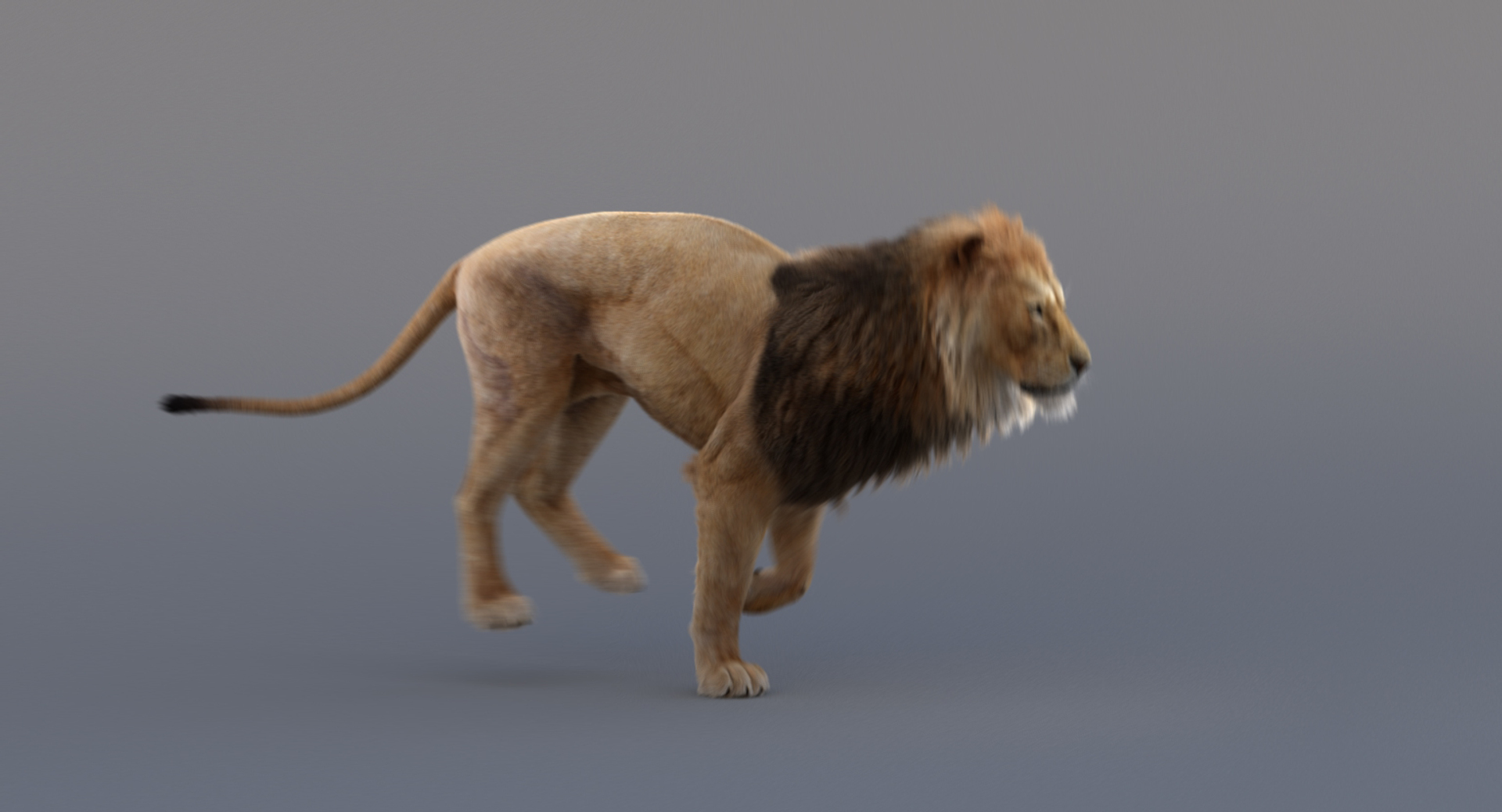 3D Realistic Lion Animators - TurboSquid 1415056