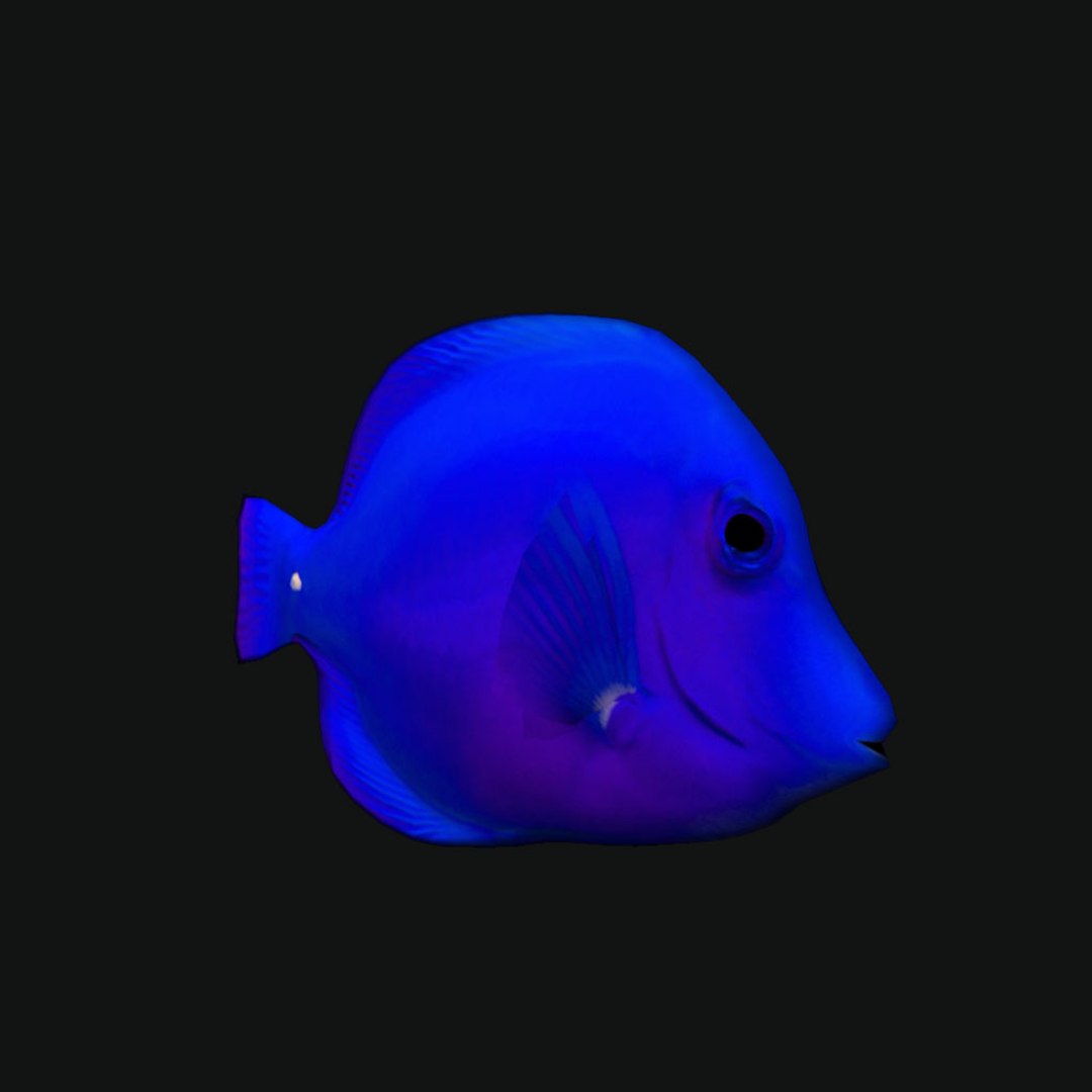3D Cheek Butterfly Fish - TurboSquid 1244900