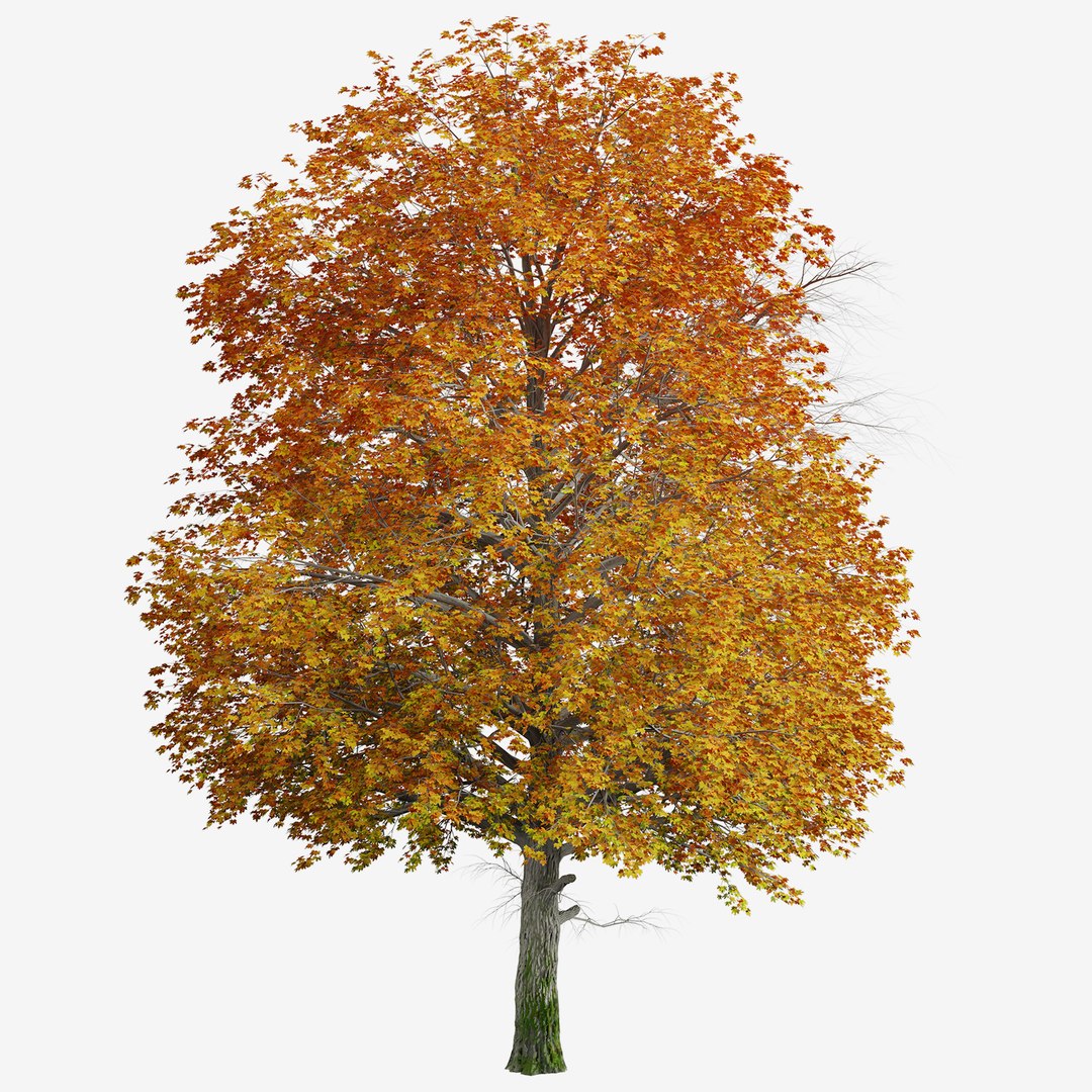 3D Norway Maple or Acer platanoides Tree - 1 Tree - TurboSquid 1998764