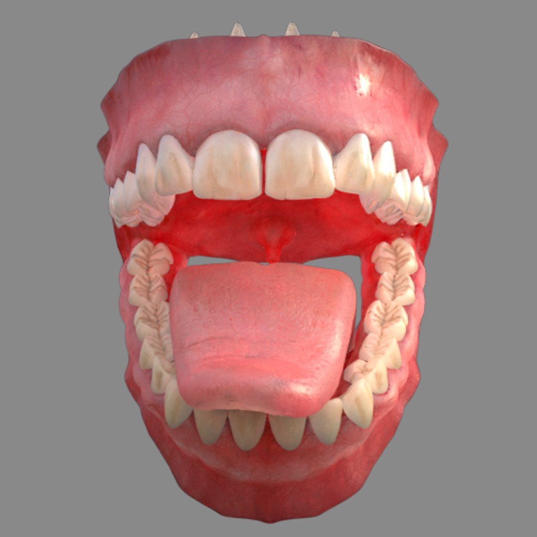 3D Human Mouth - TurboSquid 1454119