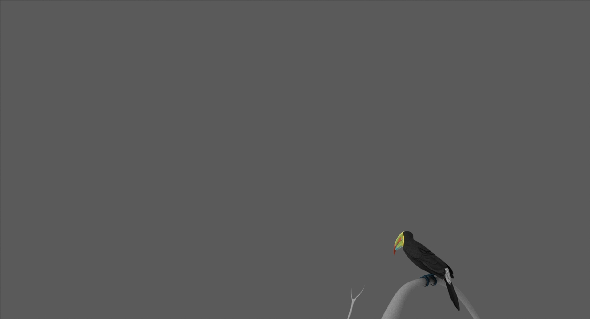 Keel-billed Toucan Animation 3D Model - TurboSquid 1309171